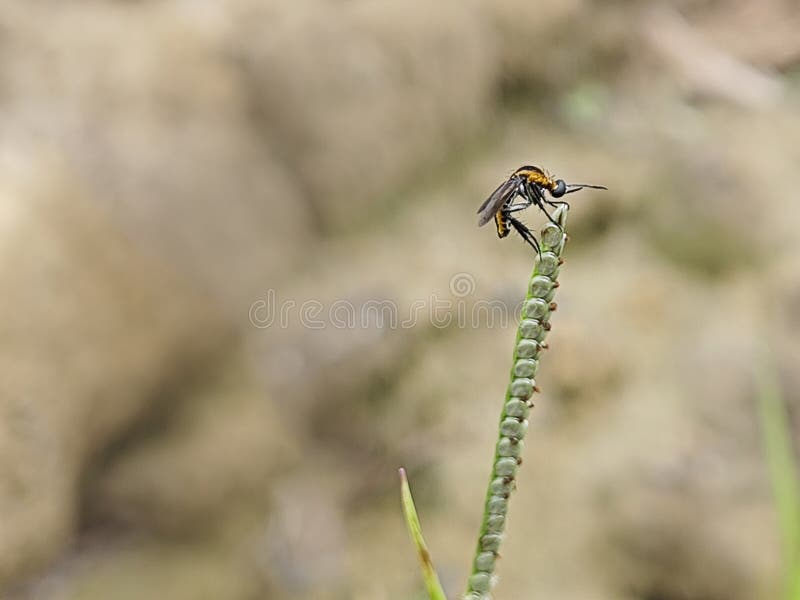 Hunchback Bee Fly Perching on the Tips of the Weed Grass. Stock Photo ...