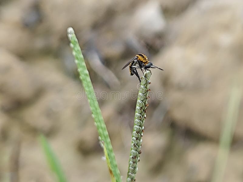 Hunchback Bee Fly Perching on the Tips of the Weed Grass. Stock Image ...