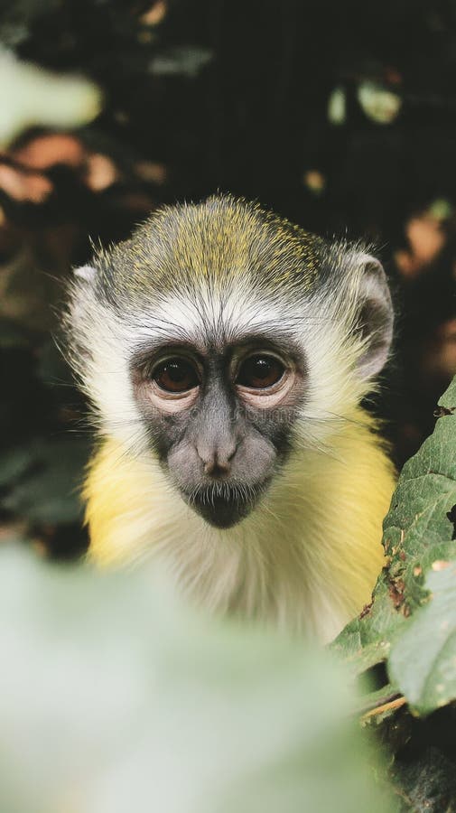 Close-up Portrait of a Young Monkey Stock Illustration - Illustration ...