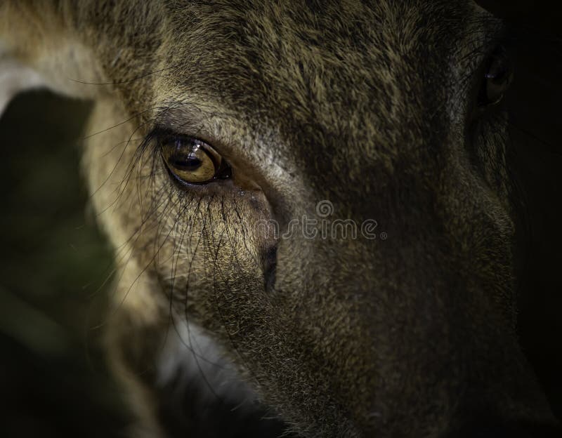 11,162 Deer Eye Stock Photos - Free & Royalty-Free Stock Photos from ...