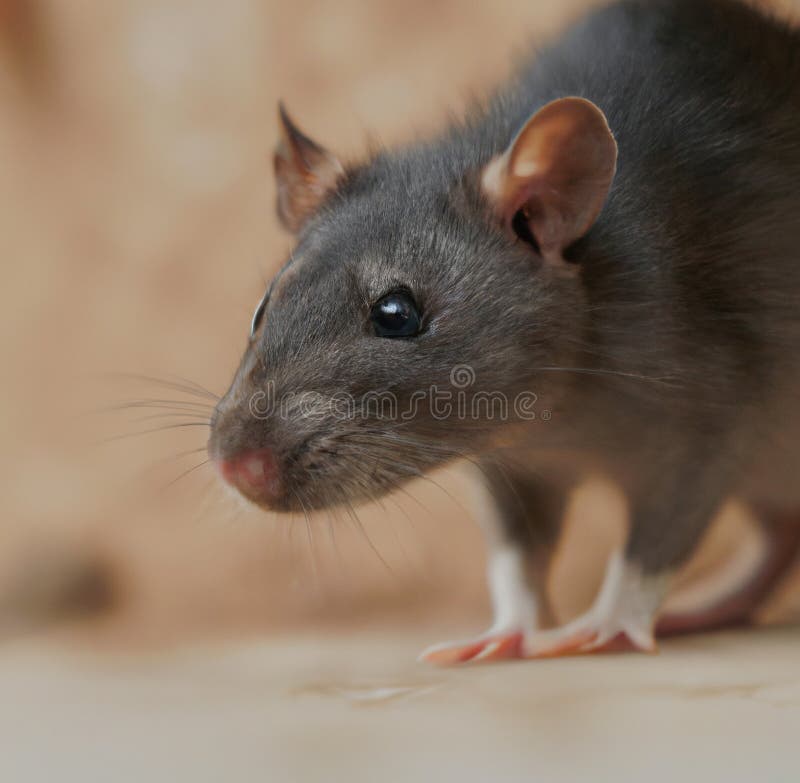 Image of Close Up of Side View of Rat on Brown Background Stock Photo ...