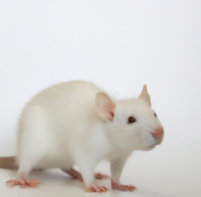 Image of Close Up of Side View of White Rat with Copy Space on White ...