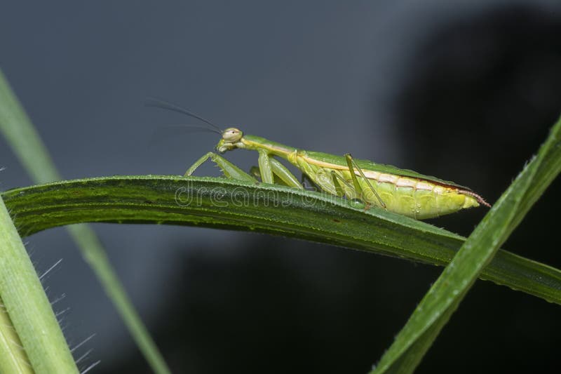 Close Up of the Tiny Green Asian Ant Mantis Stock Image - Image of ...