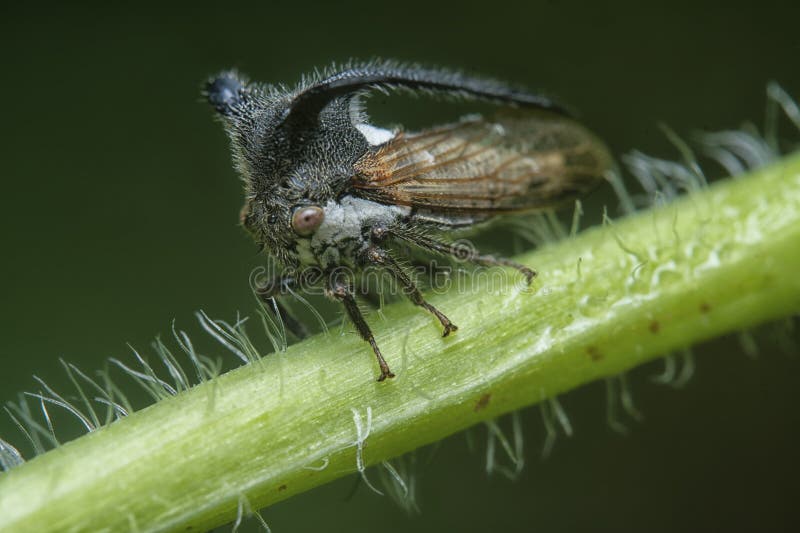 Tiny Leptocentrus Taurus Insect Stock Photos - Free & Royalty-Free ...