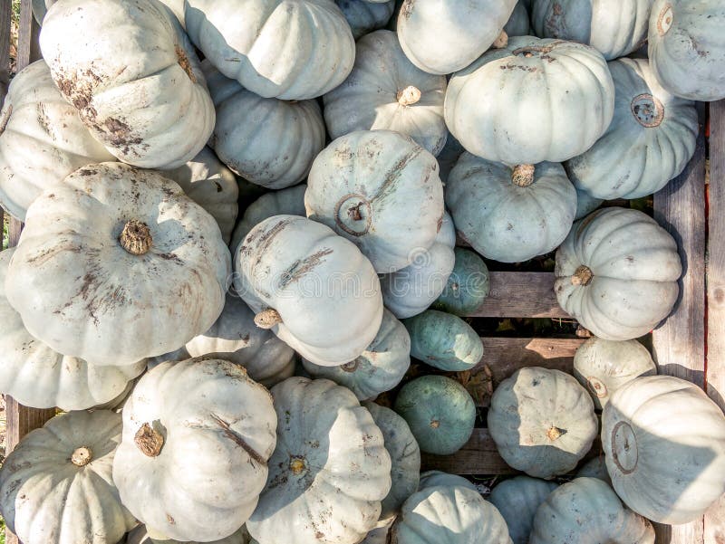 Blue Prince Pumpkin Stock Photos - Free & Royalty-Free Stock Photos ...