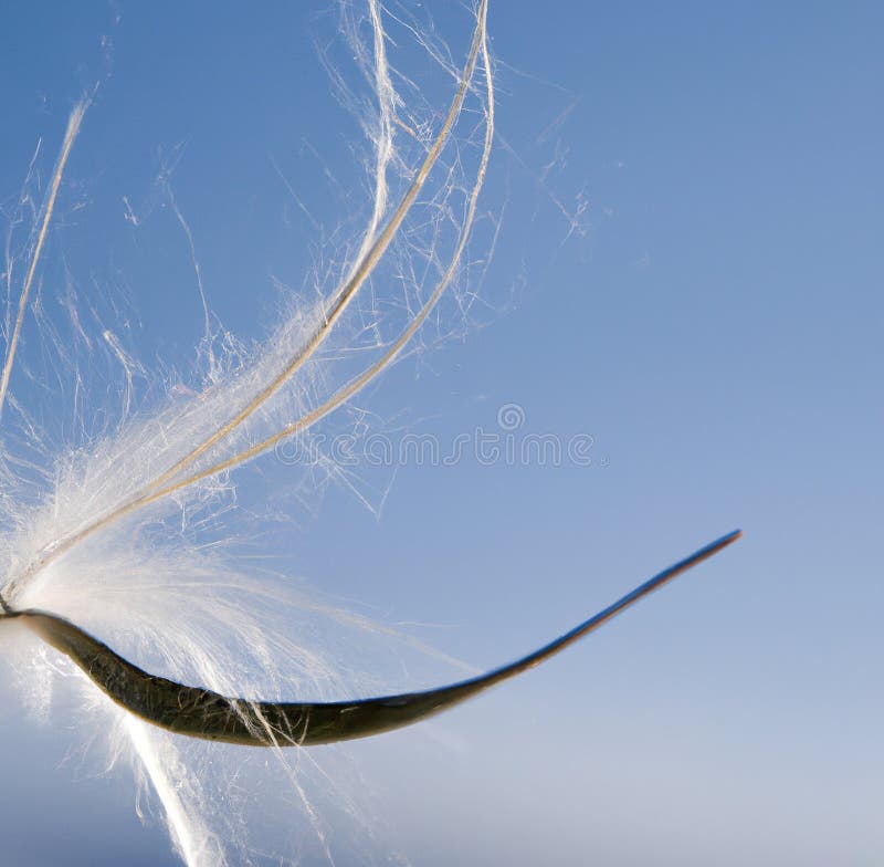 Image of Close Up of White Wisp on Blue Background Stock Image - Image ...