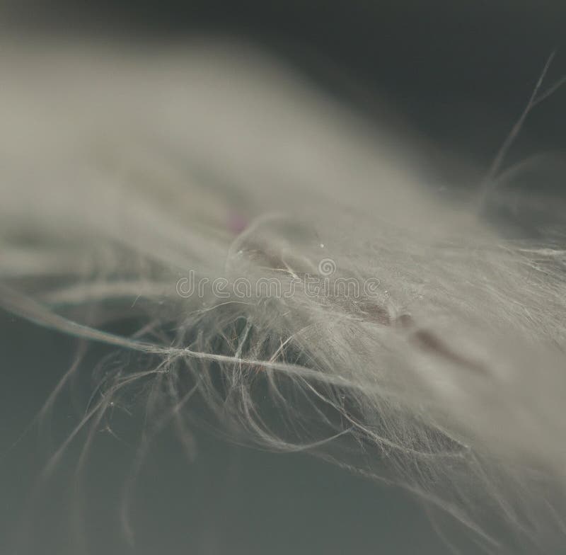 Image of Close Up of White Wisp on Grey Background Stock Image - Image ...