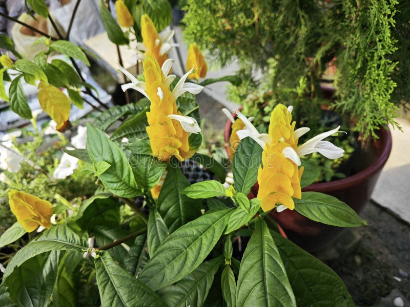 Close View of the Pachystachys Lutea Plant. Stock Image - Image of ...