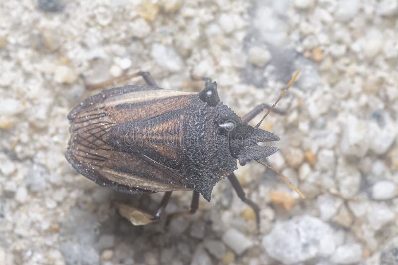 Brown Shield Bug or Stink Bug Stock Photo - Image of colorful, forest ...