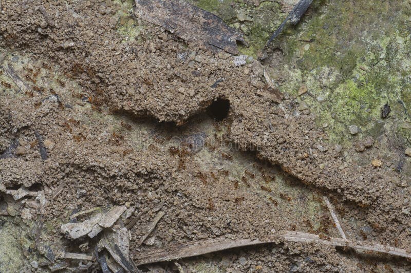Closeup of the Little Fire Ants Path To the Nest. Stock Image - Image ...