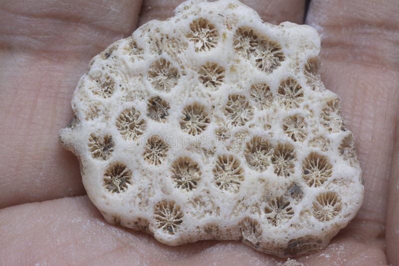 Closeup Shot of the Dried Coral Skeleton Shell. Stock Image - Image of ...