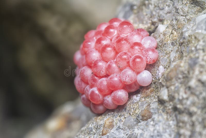 Cluster of Cherry Pink Snail Eggs Stock Photo - Image of apple ...