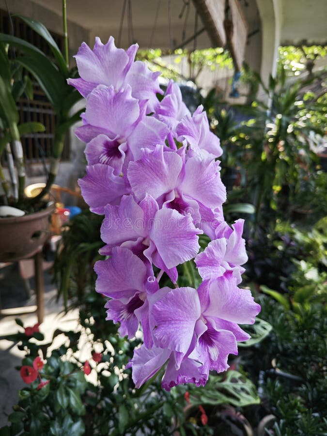 Cluster of Colorful Pink Dendrobium Orchids on a Single Stem. Stock Photo - Image of blossom ...