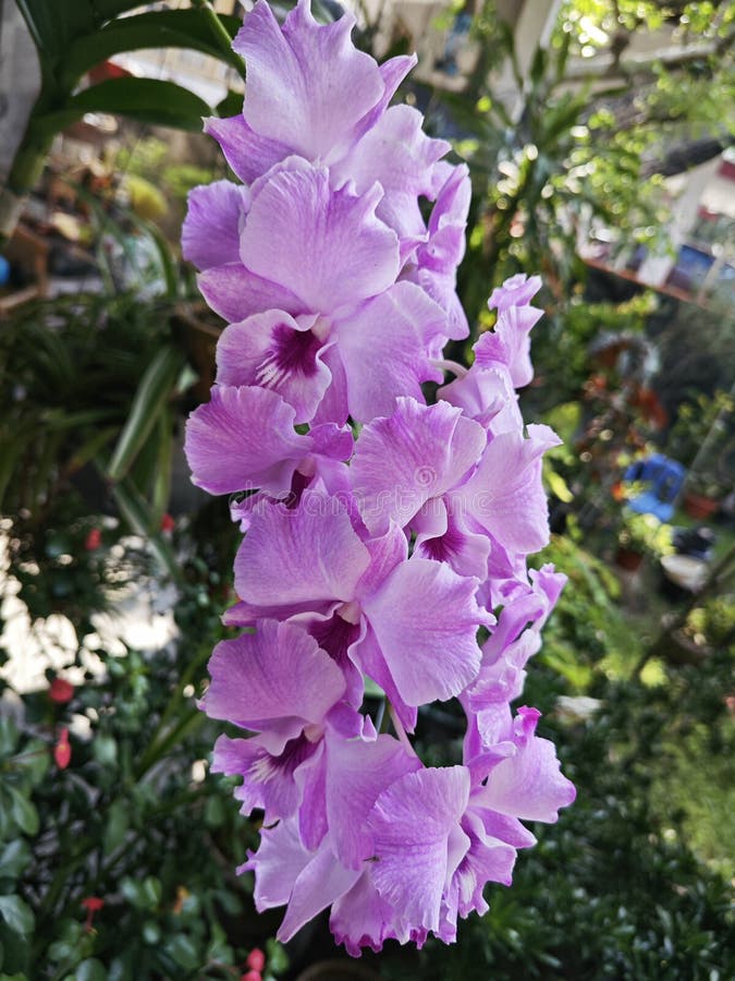 Cluster of Colorful Pink Dendrobium Orchids on a Single Stem. Stock ...