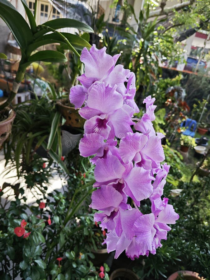 Cluster of Colorful Pink Dendrobium Orchids on a Single Stem. Stock ...