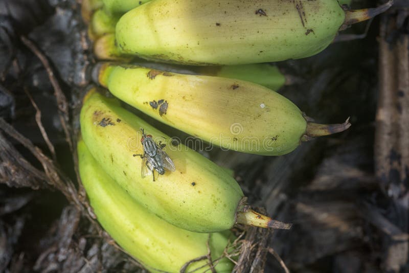 Cluster Fly Perching on the Bananas Fruit. Stock Image - Image of brown ...