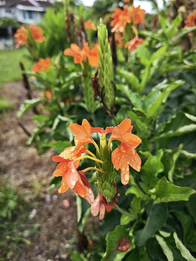 Cluster of Orange-colored Crosssandra Infundibuliformis Flower. Stock ...