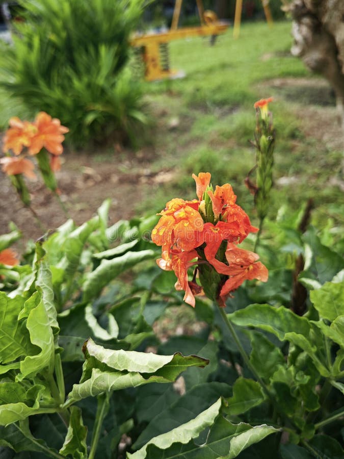 Cluster of Orange-colored Crosssandra Infundibuliformis Flower. Stock ...