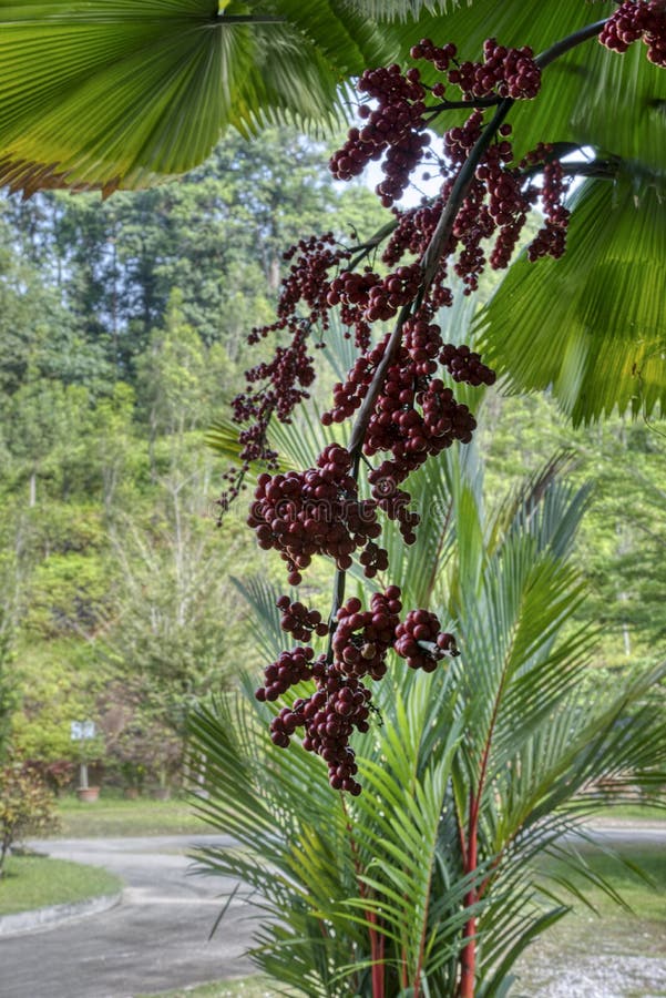 667 Palas Leaf Stock Photos - Free & Royalty-Free Stock Photos from ...