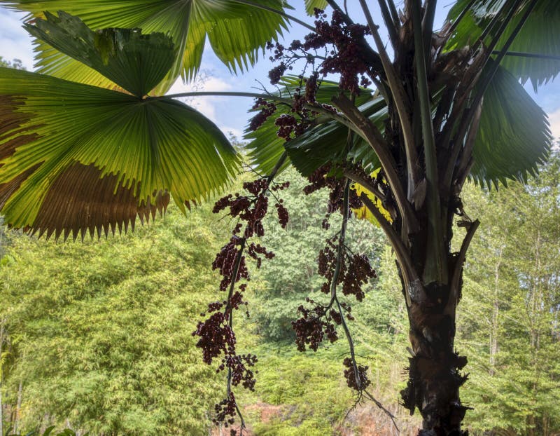 Cluster of the Palas Palm Fruit Tree Stock Photo - Image of trunk ...
