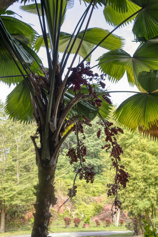Cluster of the Palas Palm Fruit Tree Stock Image - Image of plant, palm ...