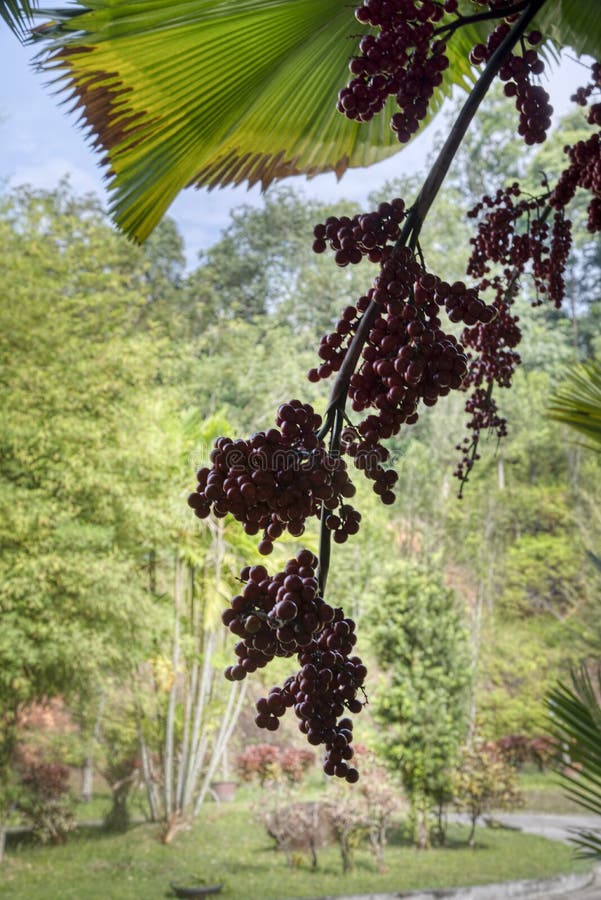 Cluster of the Palas Palm Fruit Tree Stock Photo - Image of summer ...