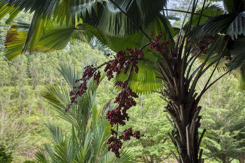 Cluster of the Palas Palm Fruit Tree Stock Photo - Image of palas, asia ...