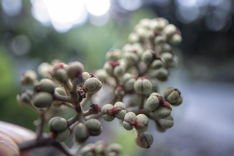 Cluster Tiny Macarange Gigantea Seeding Holding Hand Stock Photos ...