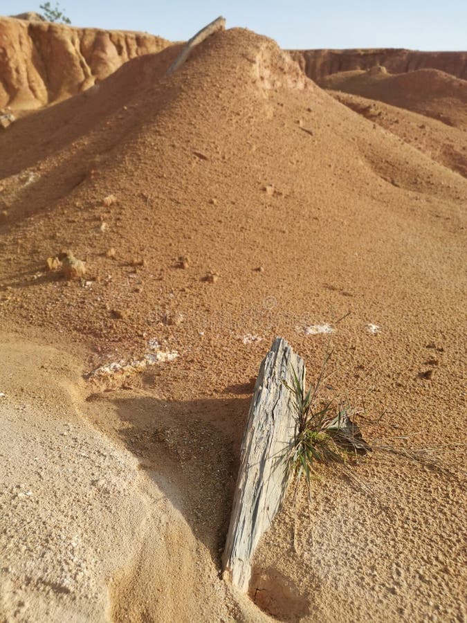 Cluster of Wild Buffelgrass on the Dry and Sandy Ground Stock Photo ...