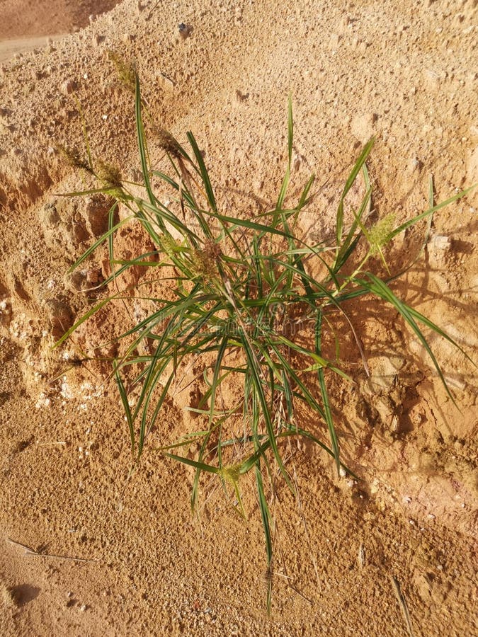 Cluster of Wild Buffelgrass on the Dry and Sandy Ground Stock Photo ...