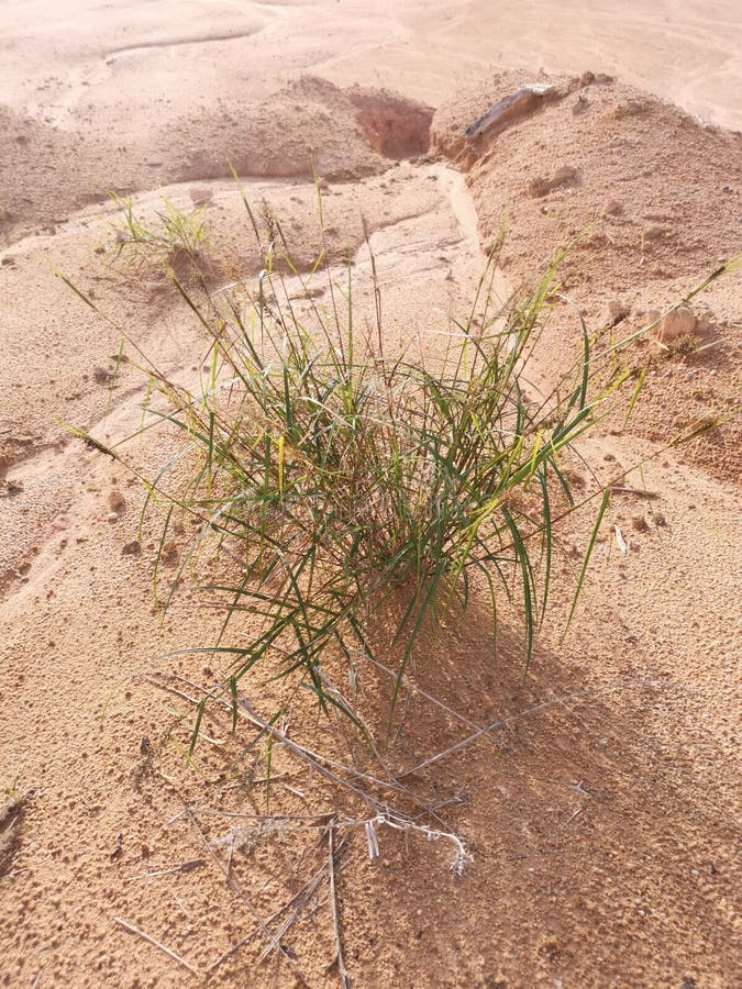 Cluster of Wild Buffelgrass on the Dry and Sandy Ground Stock Photo ...