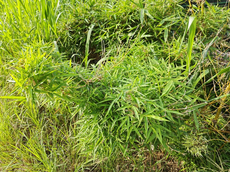 A Cluster of Wild Chusquea Bamboo Tree in the Bushes. Stock Image ...