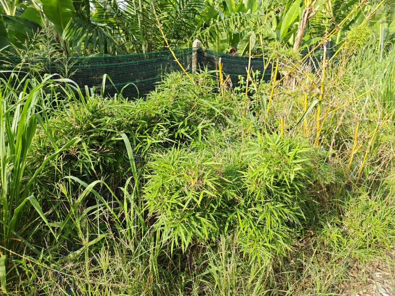 Wild Chusquea Stock Photos - Free & Royalty-Free Stock Photos from ...