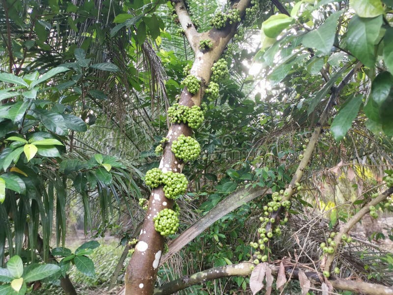 Cluster of Wild Ficus Fistulosa Fruit Sprouting from the Trunk Stock ...