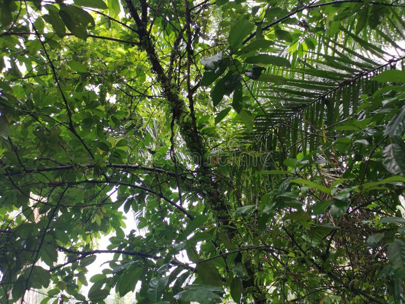 Cluster of Wild Ficus Fistulosa Fruit Sprouting from the Trunk Stock ...