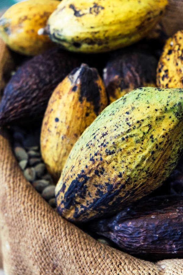 Image of Cocoa pods stock image. Image of cacao, plant - 193823497