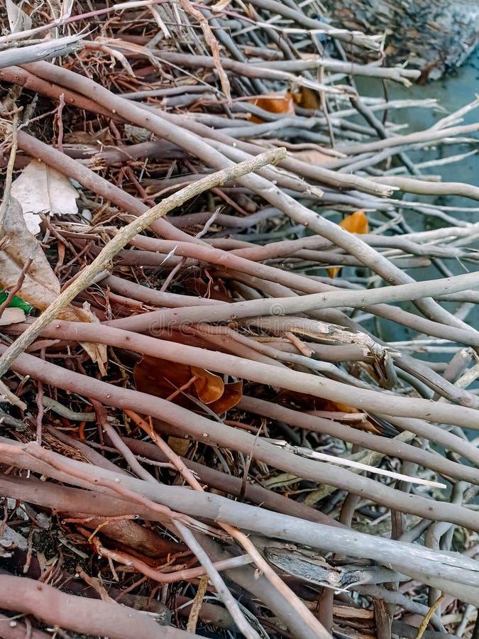 Image of Coconut Tree Roots on the Beach Stock Image - Image of roots ...