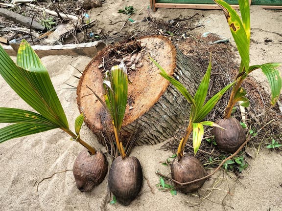 Image of Coconut Tree Stump and Coconut Seeds at Garden Stock Photo ...