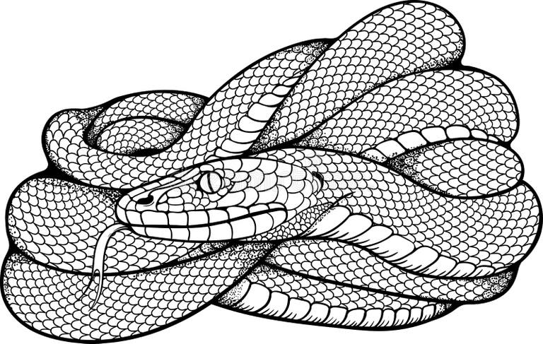 Coiled Snake Stock Illustrations – 13,816 Coiled Snake Stock ...