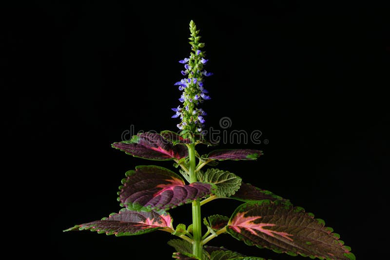 Image of Coleus or Painted Nettle on Black Stock Image - Image of ...