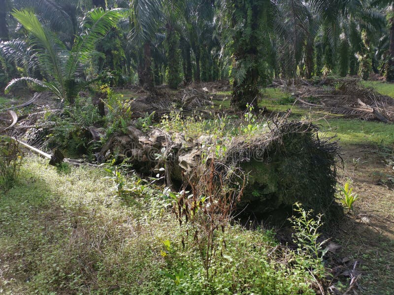 Collapsed Palm Oil Tree Trunk Decaying on the Ground. Stock Photo ...