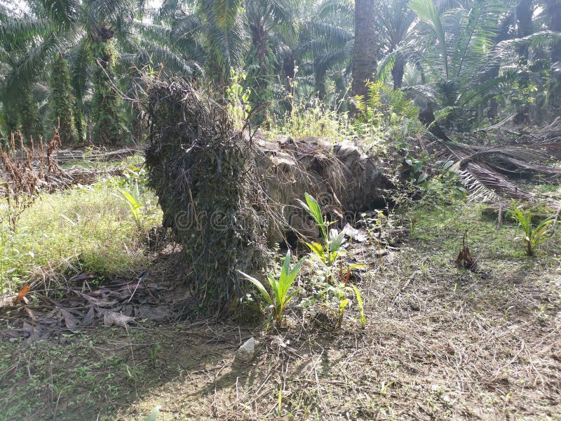Collapsed Palm Oil Tree Trunk Decaying on the Ground. Stock Photo ...