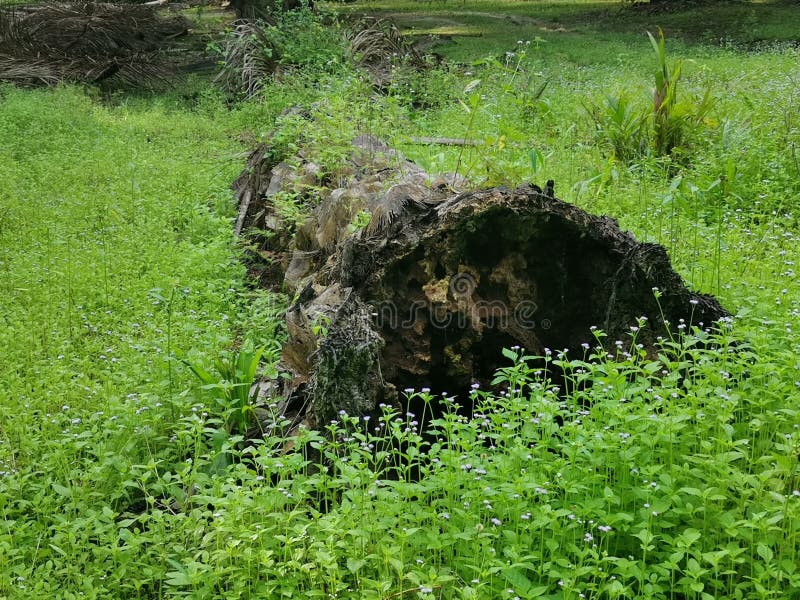 Collapsed Palm Oil Tree Trunk Decaying on the Ground. Stock Photo ...