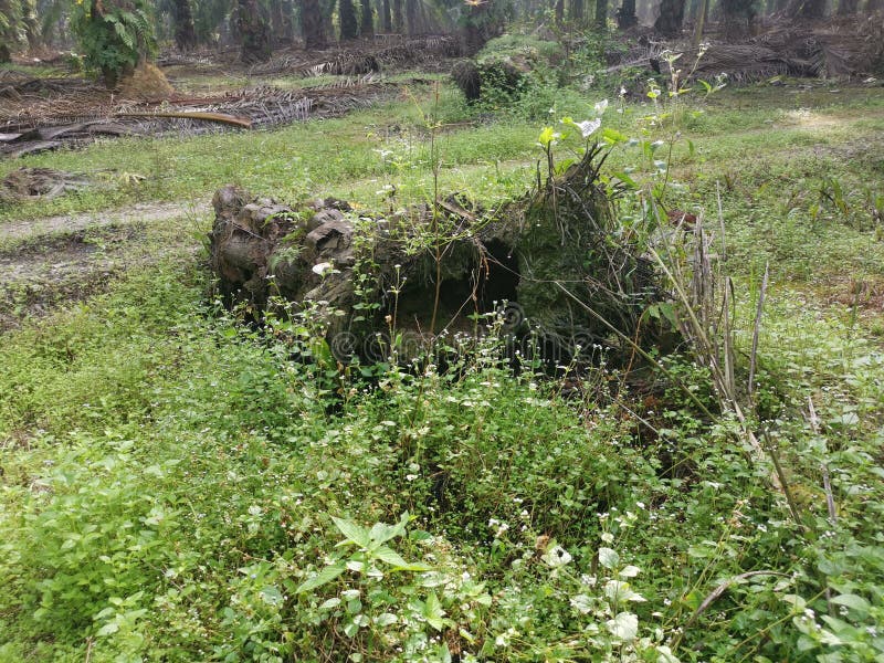 Collapsed Palm Oil Tree Trunk Decaying on the Ground. Stock Photo ...