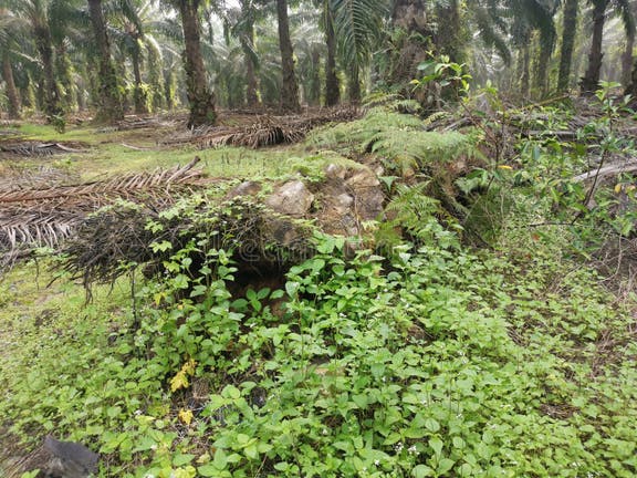 Collapsed Palm Oil Tree Trunk Decaying on the Ground. Stock Photo ...