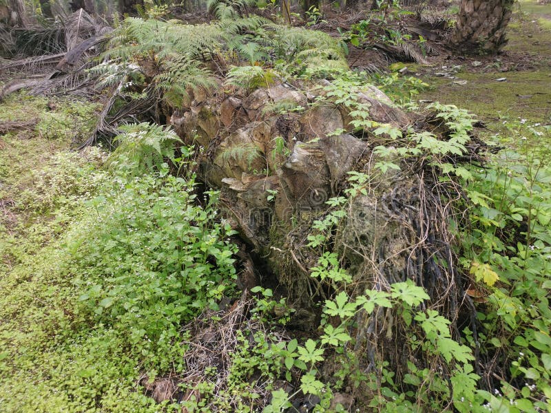 Collapsed Palm Oil Tree Trunk Decaying on the Ground. Stock Image ...