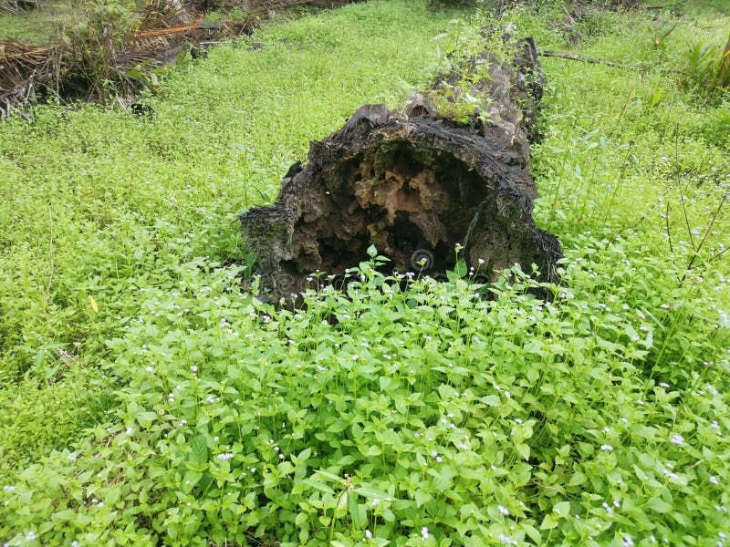 Collapsed Palm Oil Tree Trunk Decaying on the Ground. Stock Photo ...