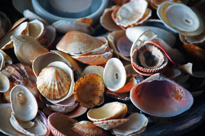 COLLECTION of SEA SHELLS of DIFFERENT COLOURS Stock Image - Image of ...