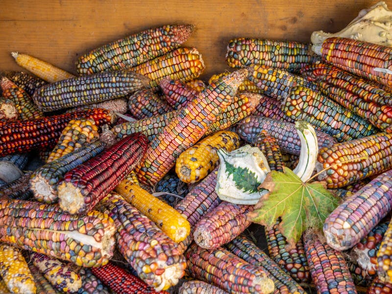 Colorful Corn Isolated on White Stock Photo - Image of nutrition ...
