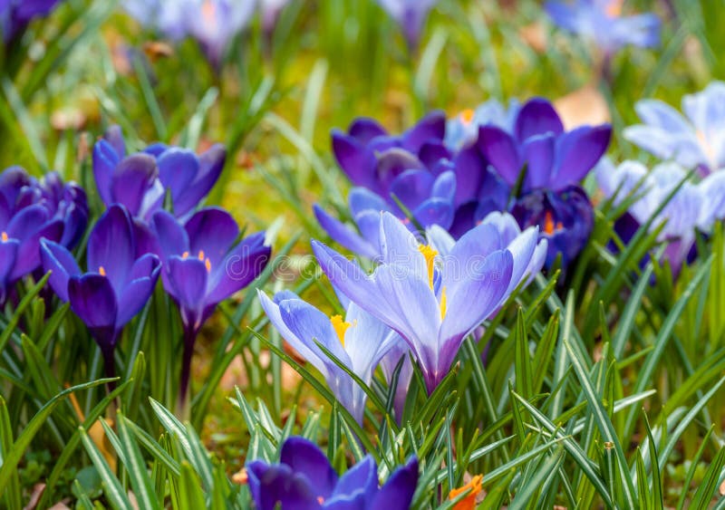 Image of a Colorful Field of Crocuses during Spring on a Sunny Day with ...